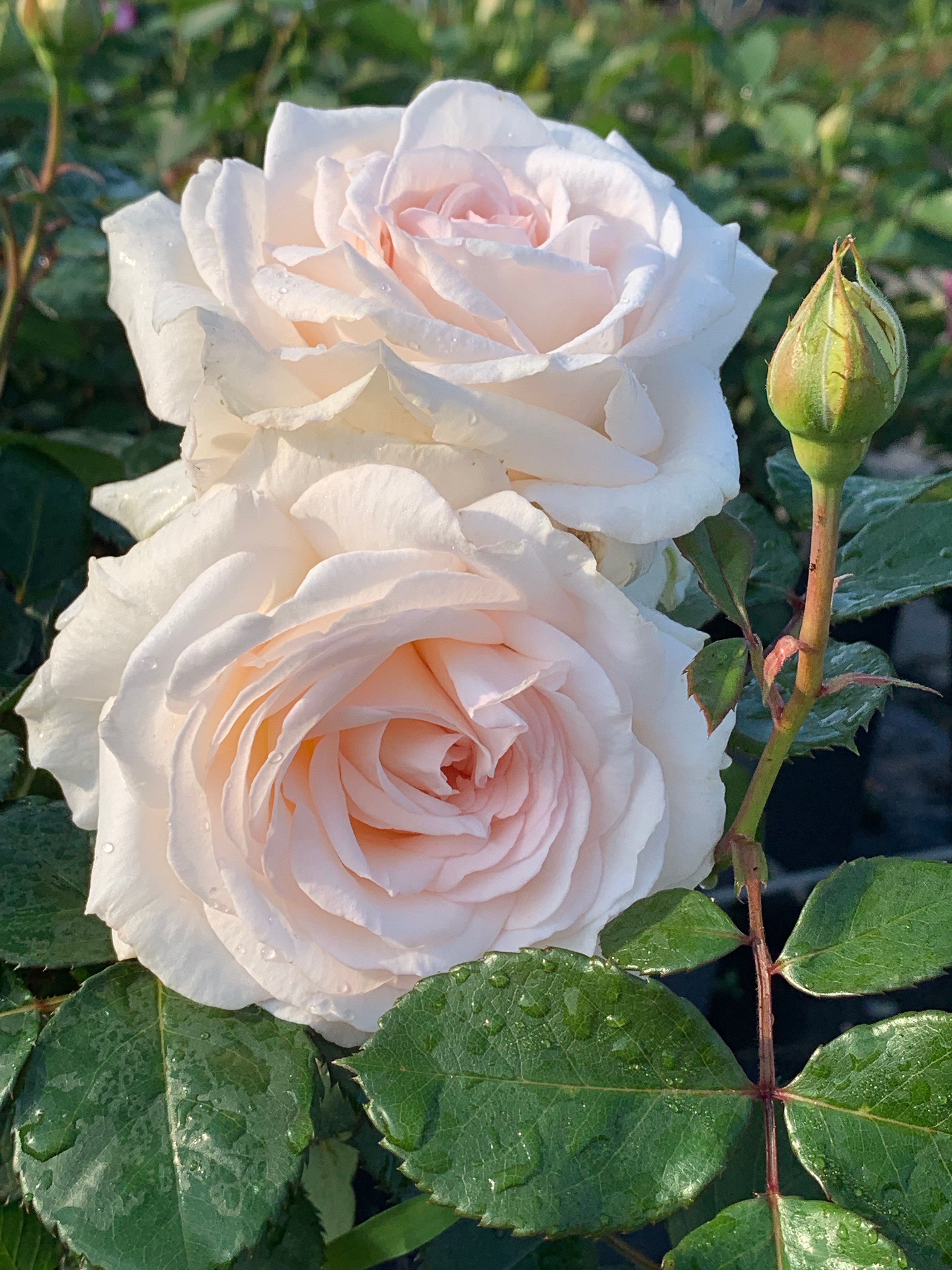 Creamy Parfuma