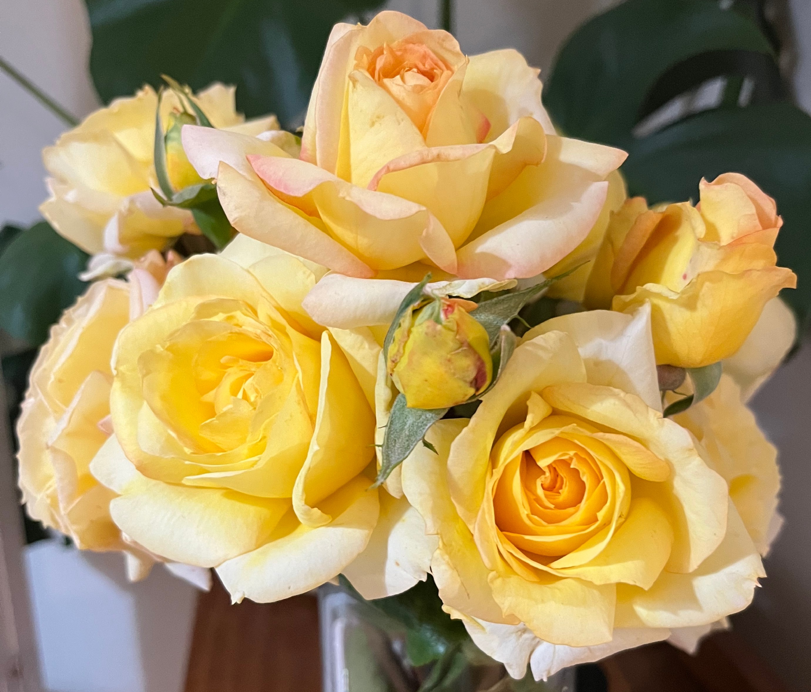 Courtney's Rose (Potted Rose)