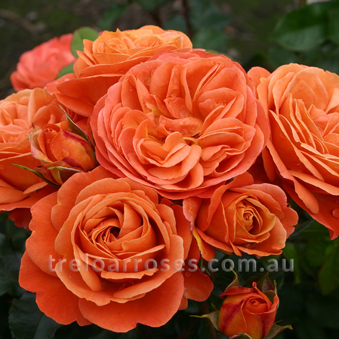 Phoenix - 90cm Standard