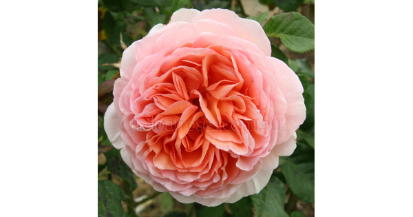 Abraham Darby