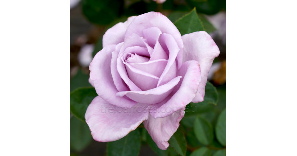 Blue Moon - Climbing (C)