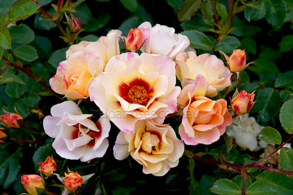 Harmonize - Climbing