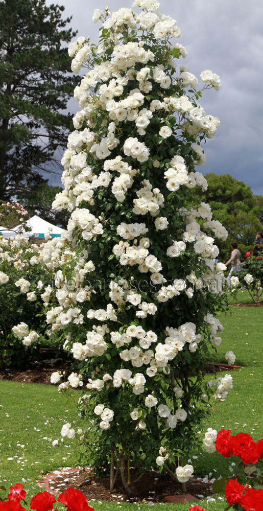 Iceberg - Climbing (C)