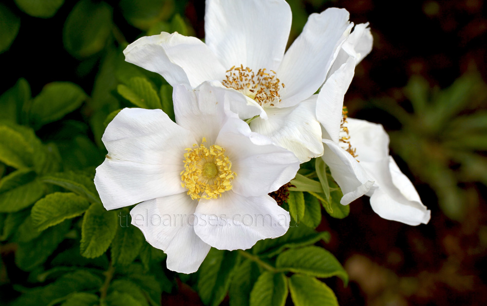 Rugosa Alba