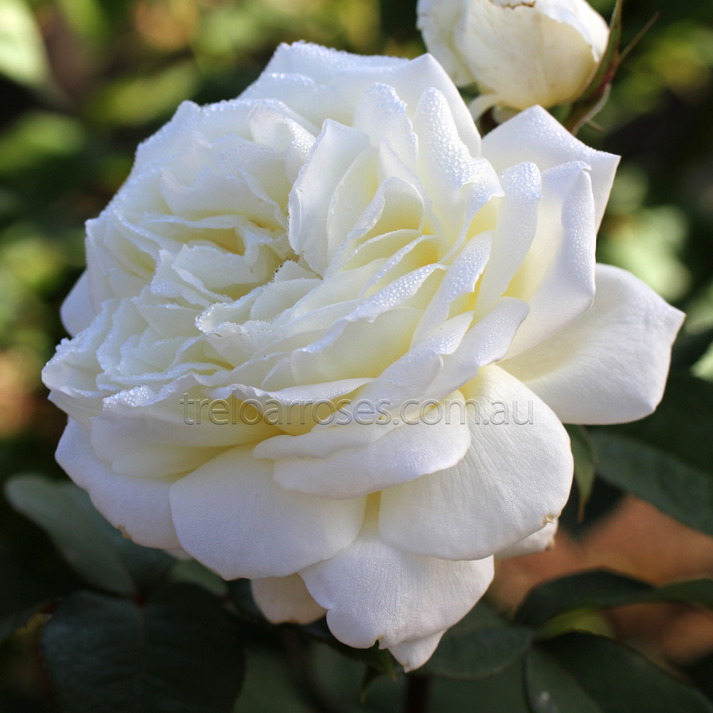 National Pride (Potted Rose)