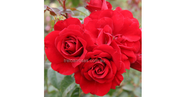 Amadeus - Climbing (C)