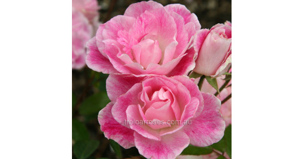 Blushing Pink Iceberg - 90cm Standard