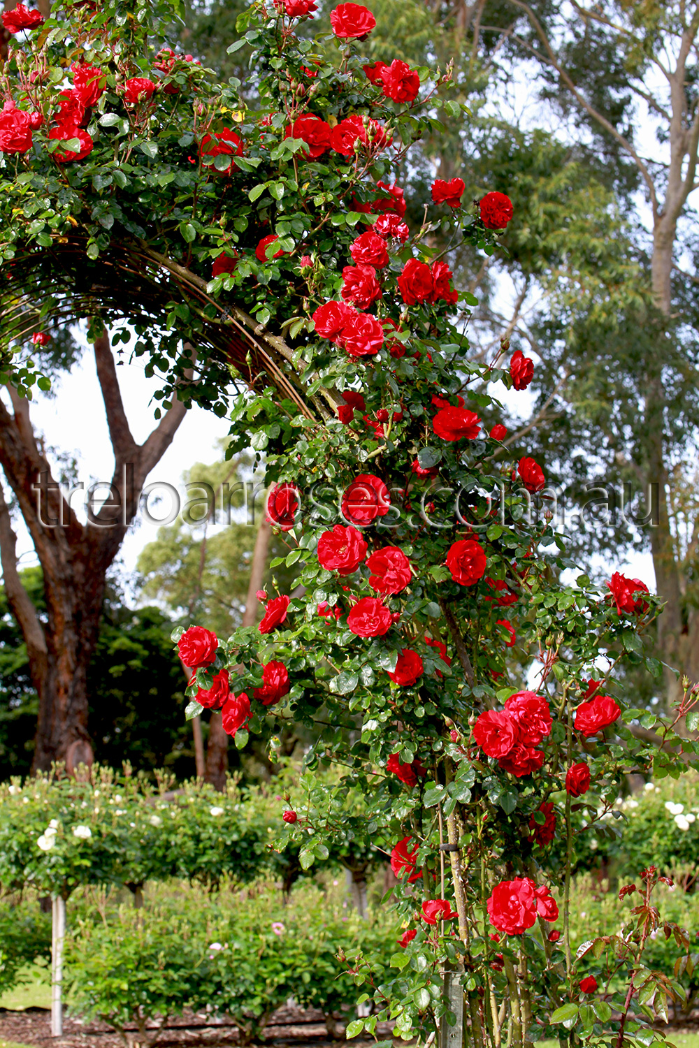 Amadeus - Climbing (C)