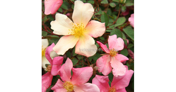 Mutabilis