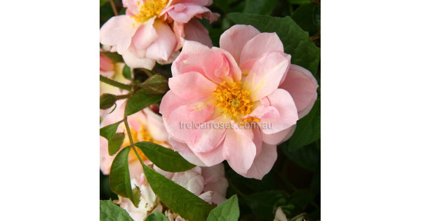 Renae - Climbing (C)