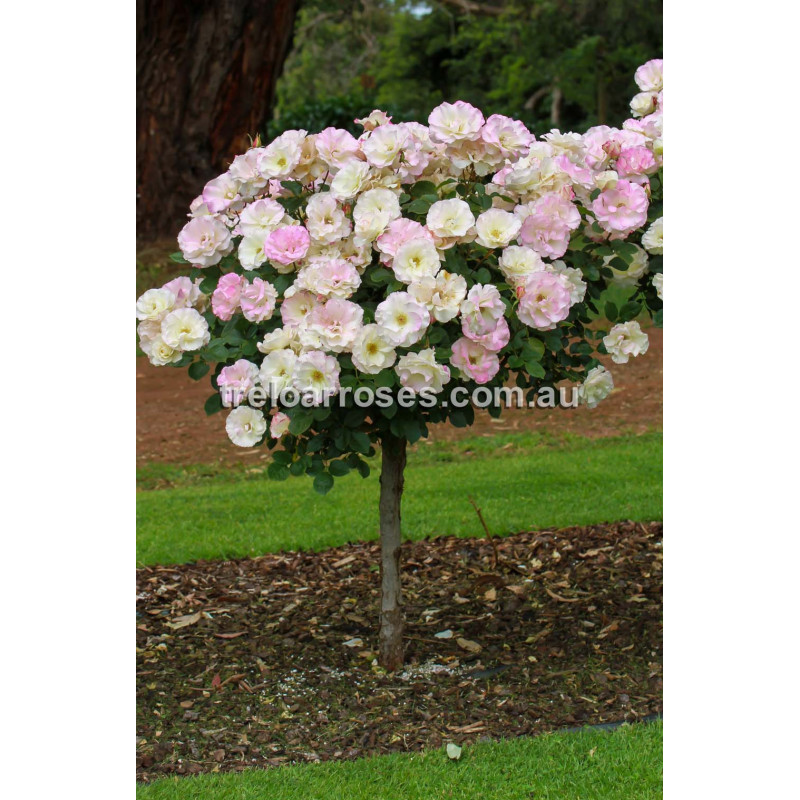 Seduction - 90cm Standard