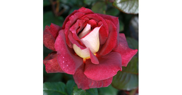 The RSL Rose