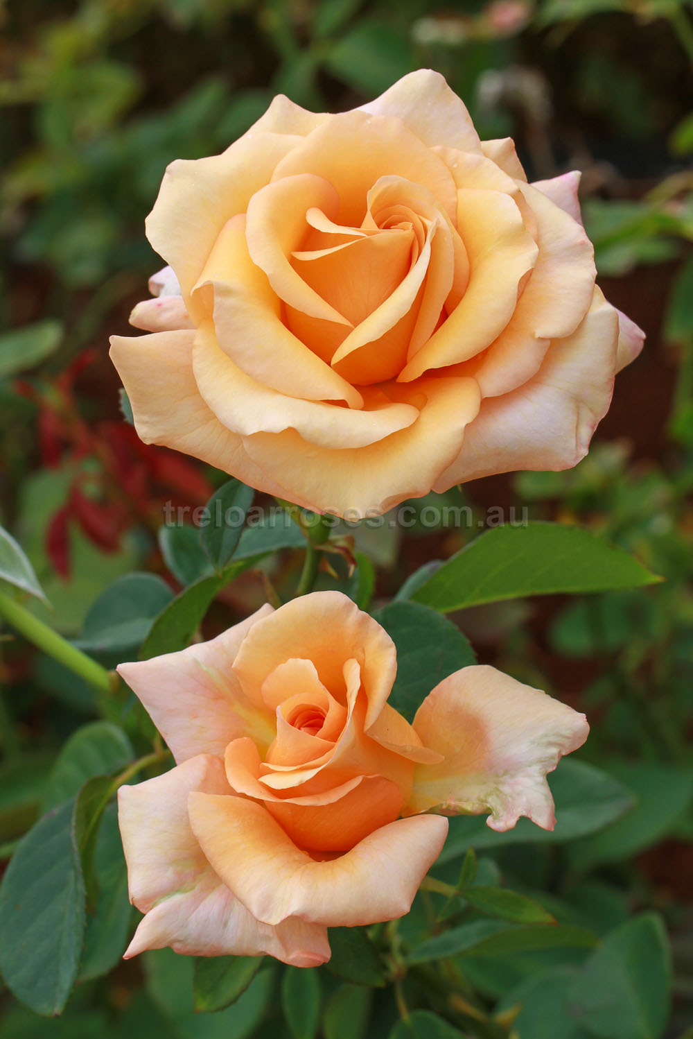 Warm Wishes