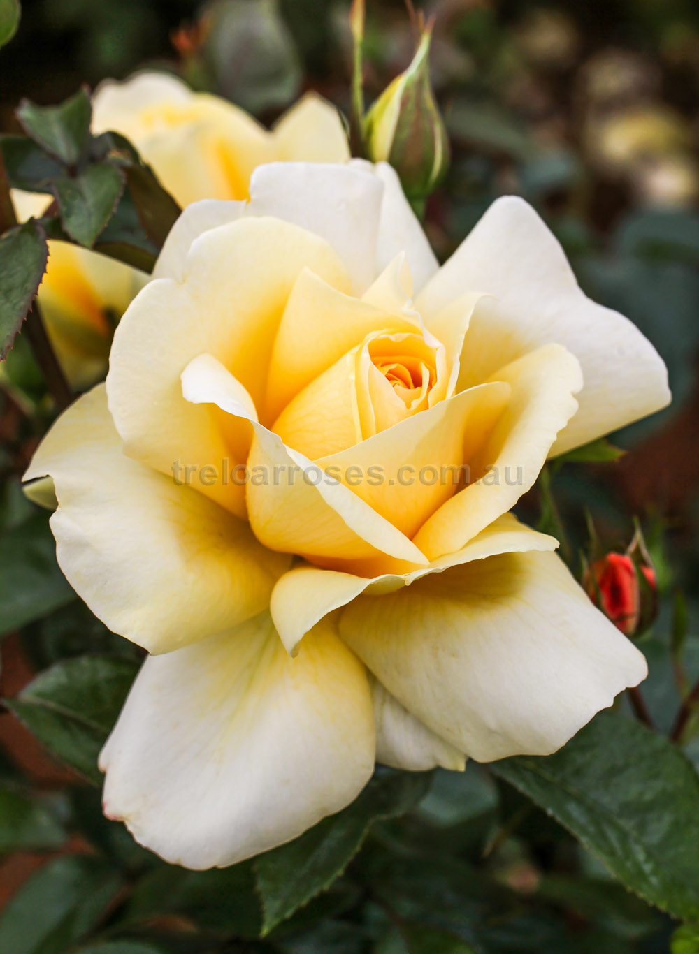 Winter Sun - 90cm Standard