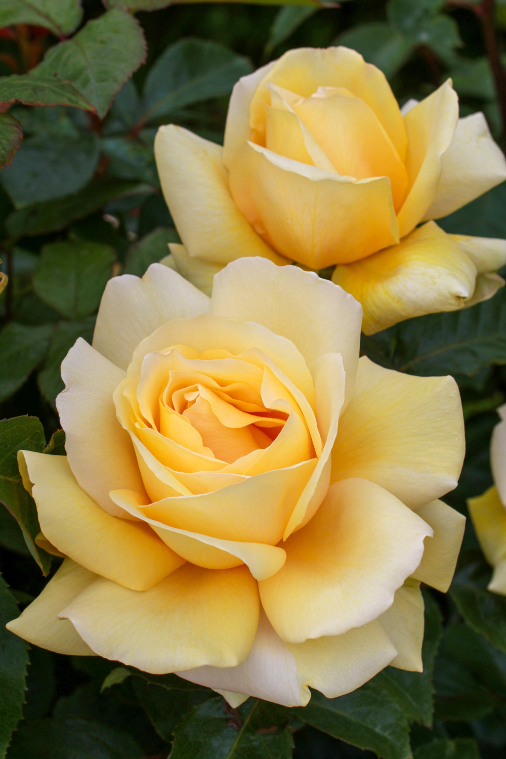 Winter Sun - 90cm Standard