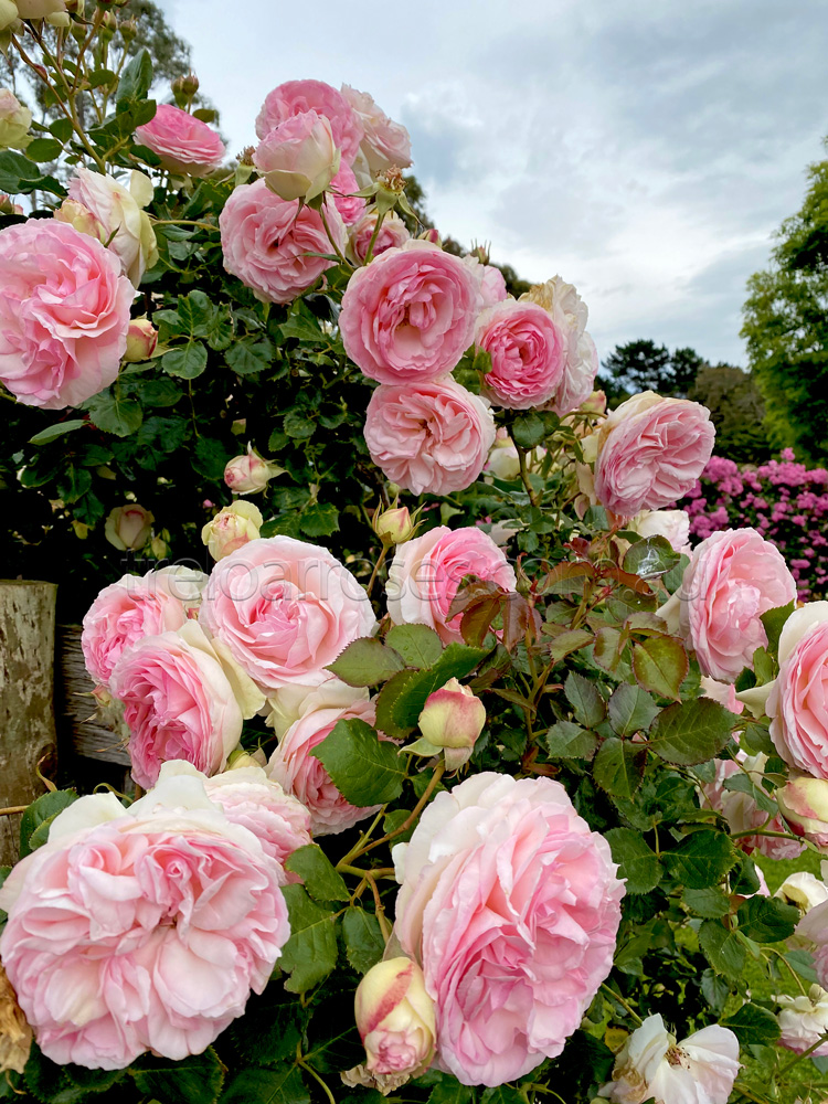 Pierre De Ronsard - Climbing (P)