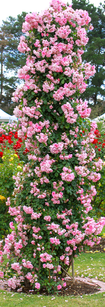 Pinkie - Climbing (C)