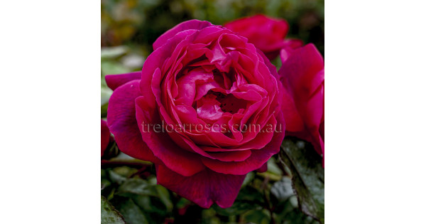 Ultraviolet - Climbing (C)