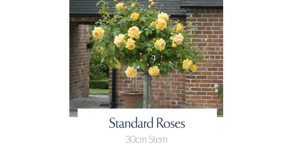 30cm Stem - Dwarf Standard Roses