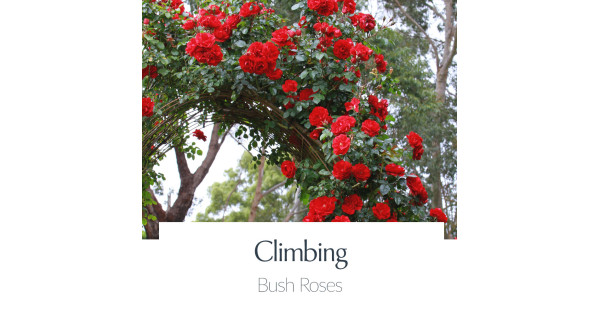 Climbing Roses
