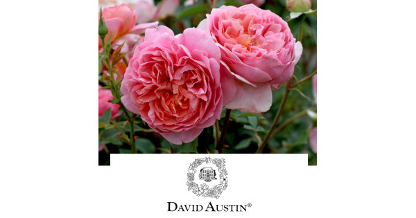 David Austin Roses