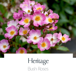 Heritage Old Fashioned Roses