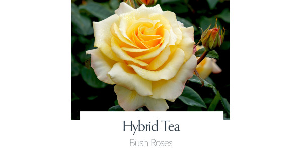 Hybrid Tea Bush Roses