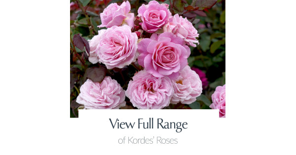 Kordes® Full Range of Roses