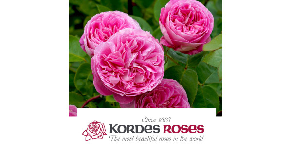 Kordes' Roses
