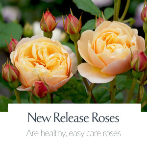 Latest Release Roses