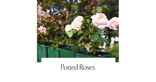 Potted Roses