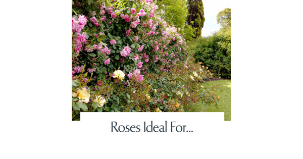 Roses Ideal For...