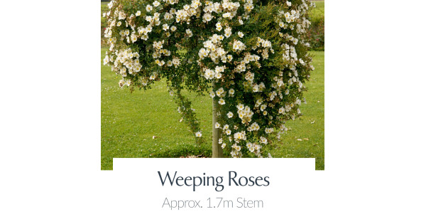 Tall Weeping Standard