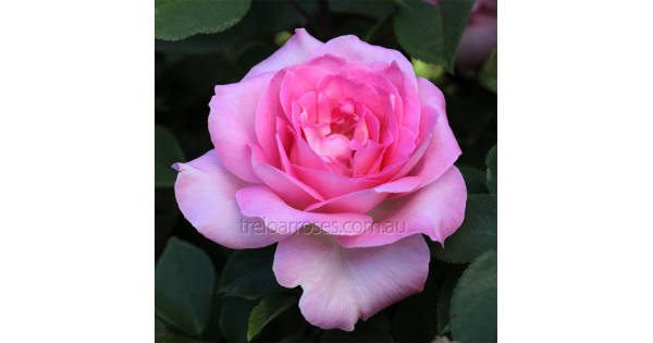 Hybrid Tea Bush Roses