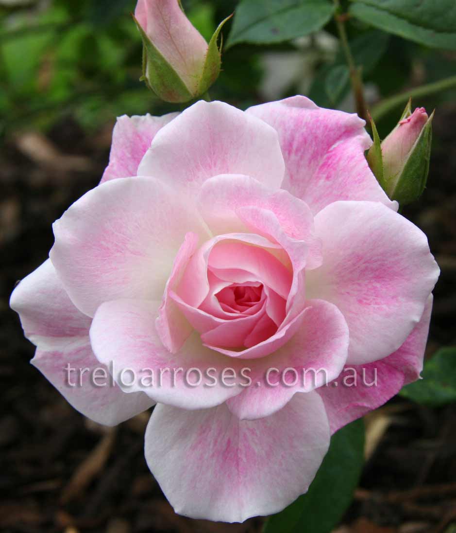 Blushing Pink Iceberg - 90cm Standard