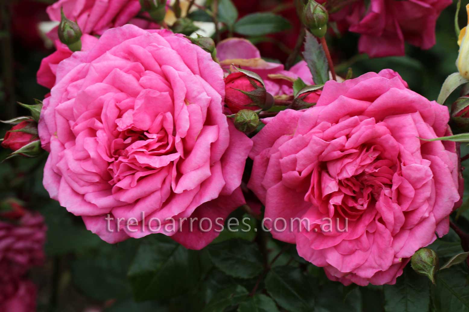 Laguna - Climbing (C)