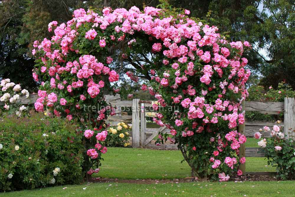 Manita - Climbing (C)