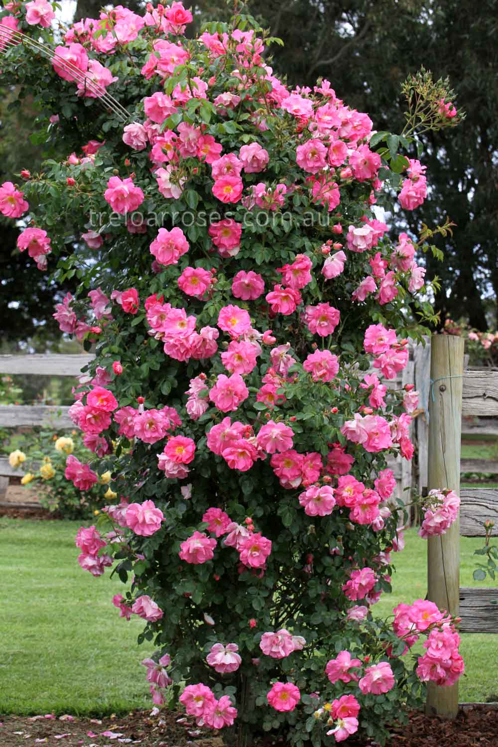 Manita - Climbing (C)