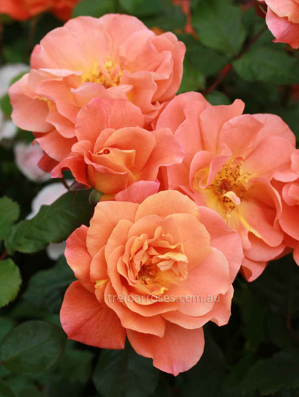 Westerland - Climbing (C)