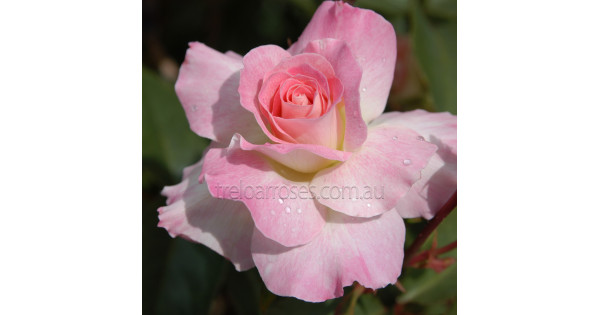 Seduction - 90cm Standard