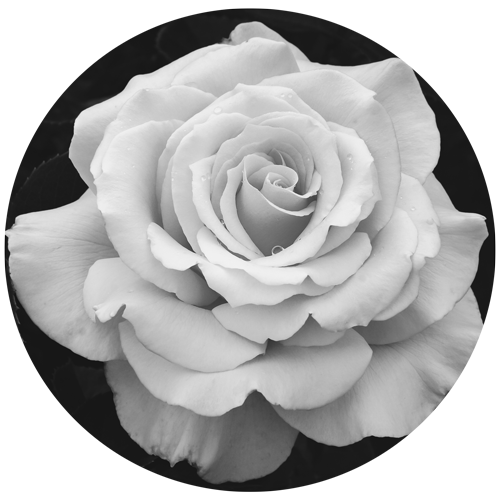 Selecting The Right Rose For Your Garden