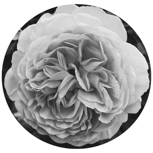 Selecting The Right Rose For Your Garden