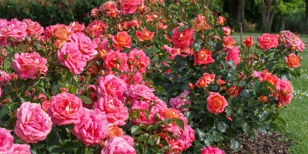 General Rose Care and Advice - Shop Treloar Roses - Premium Roses For ...