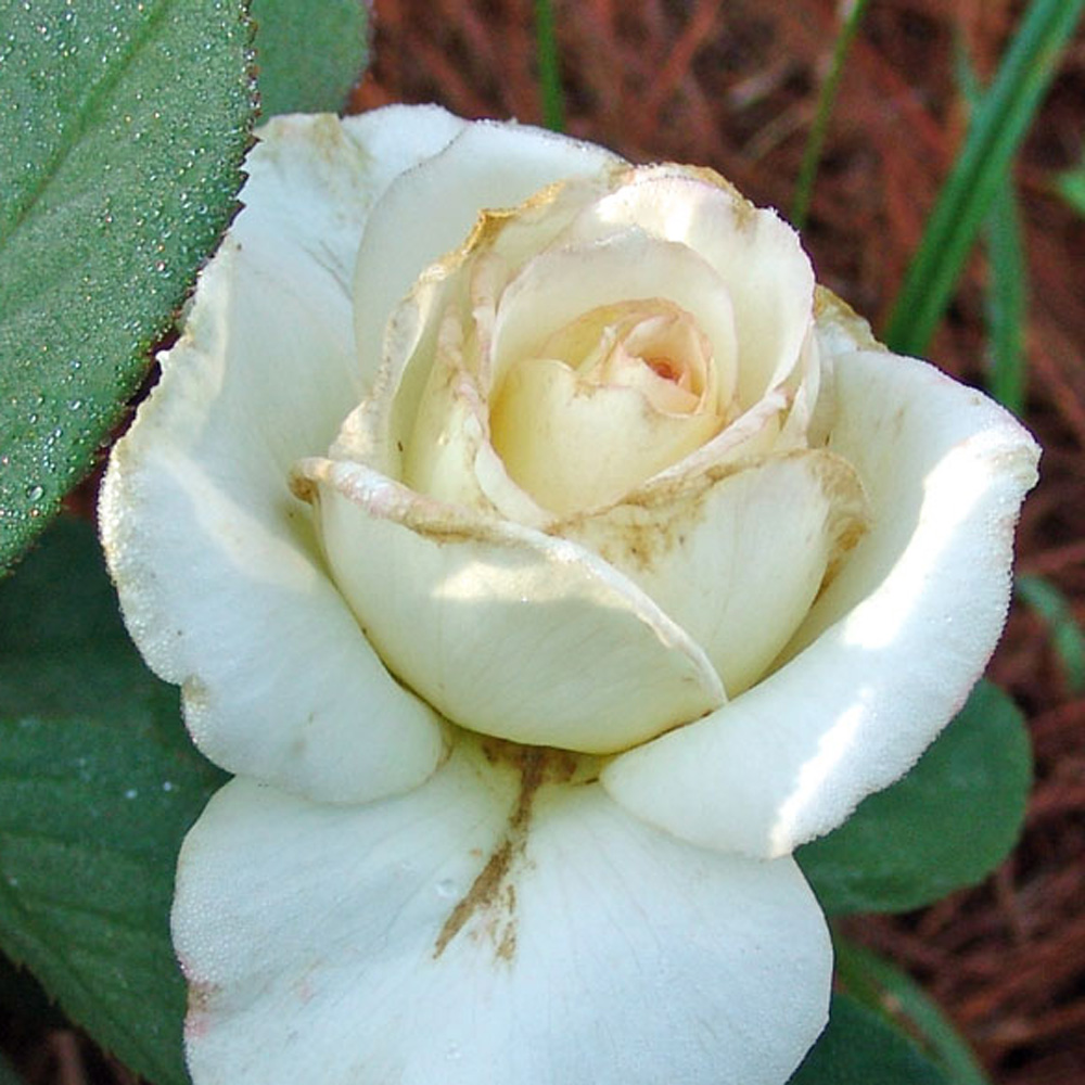 Thrips Damage On Roses