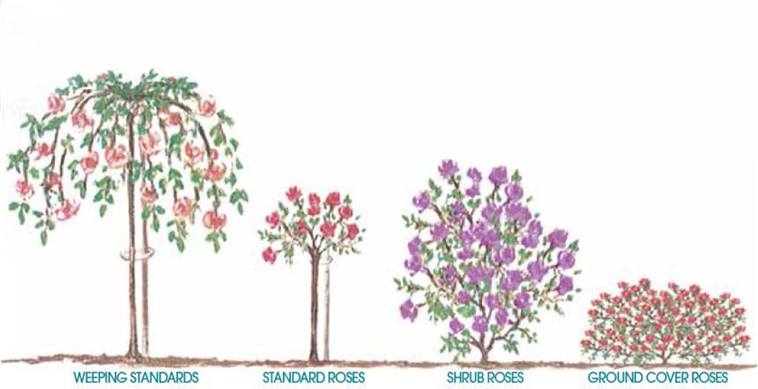 How To Choose A Rose - Shop Treloar Roses - Premium Roses For ...