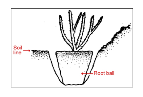 Planting Guide: Potted Roses