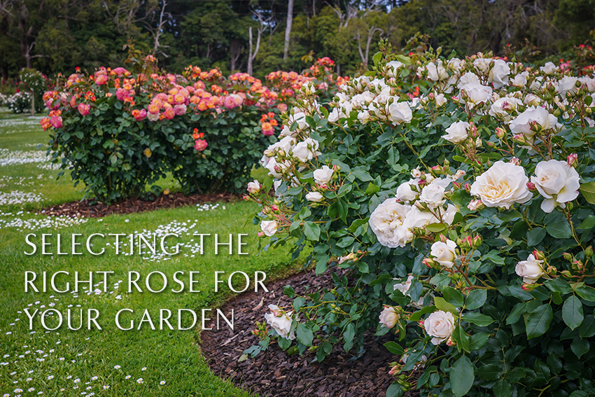 Selecting The Right Rose For Your Garden